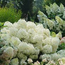 Proven Winners® Puffer Fish® Hydrangea paniculata 'NCHP1' USPP 35,316 ...
